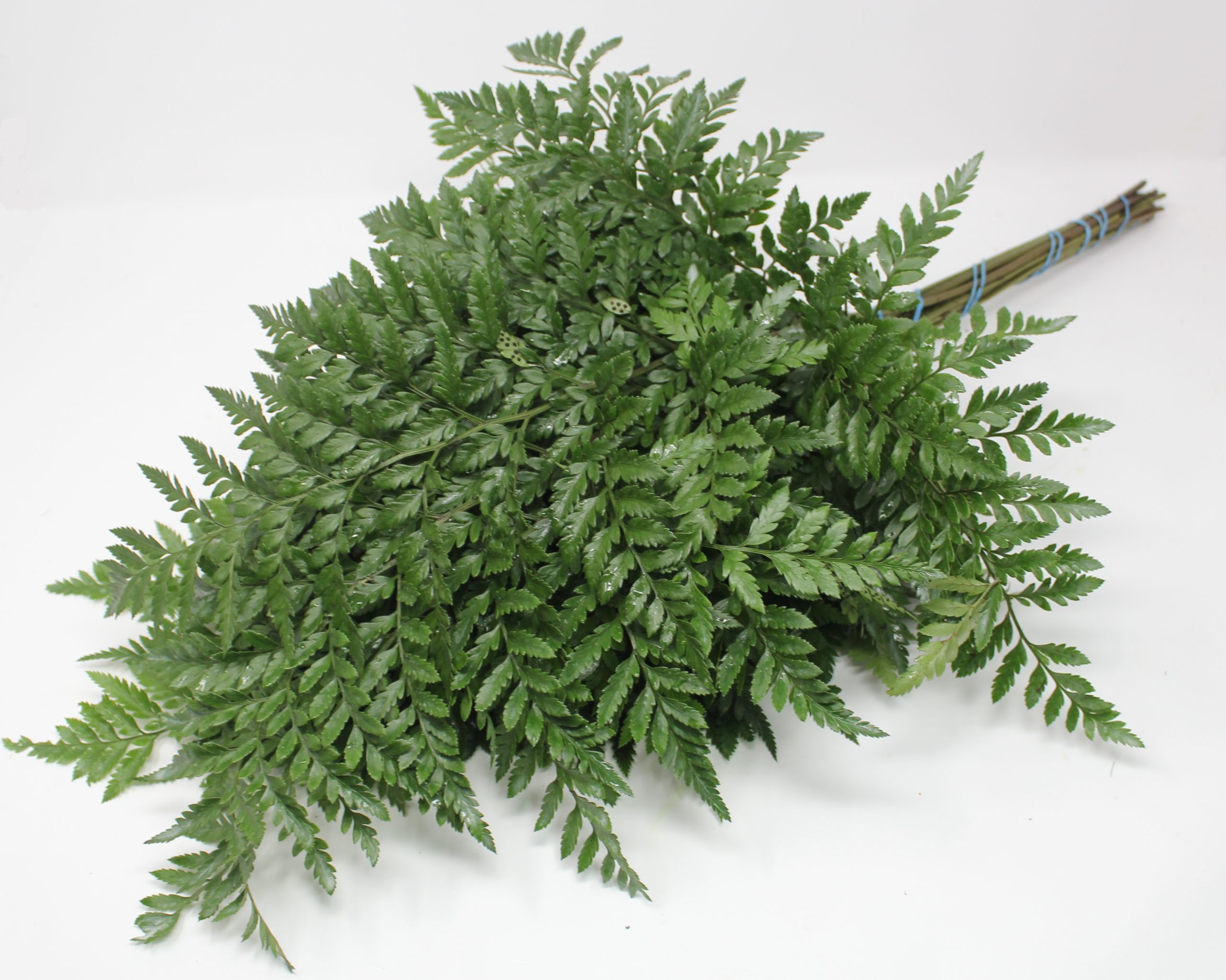 Fancy Fern Box - Assorted Fern Greenery - FREE FedEx Shipping - Albin ...