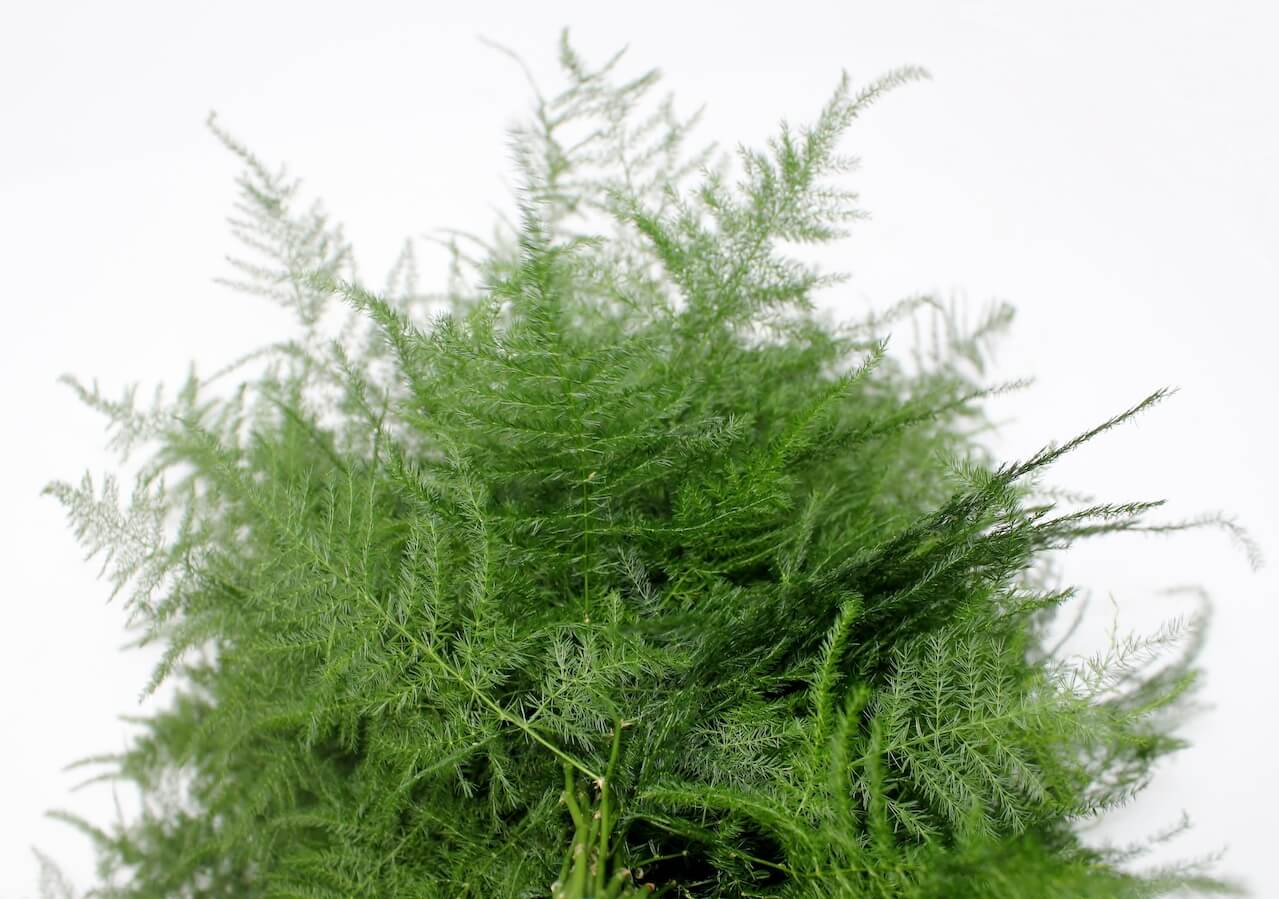 Fancy Fern Box - Assorted Fern Greenery - FREE FedEx Shipping - Albin ...