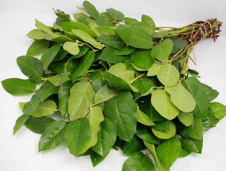 Salal Tips — Fresh Floral Greenery — FREE FedEx Shipping - Albin ...