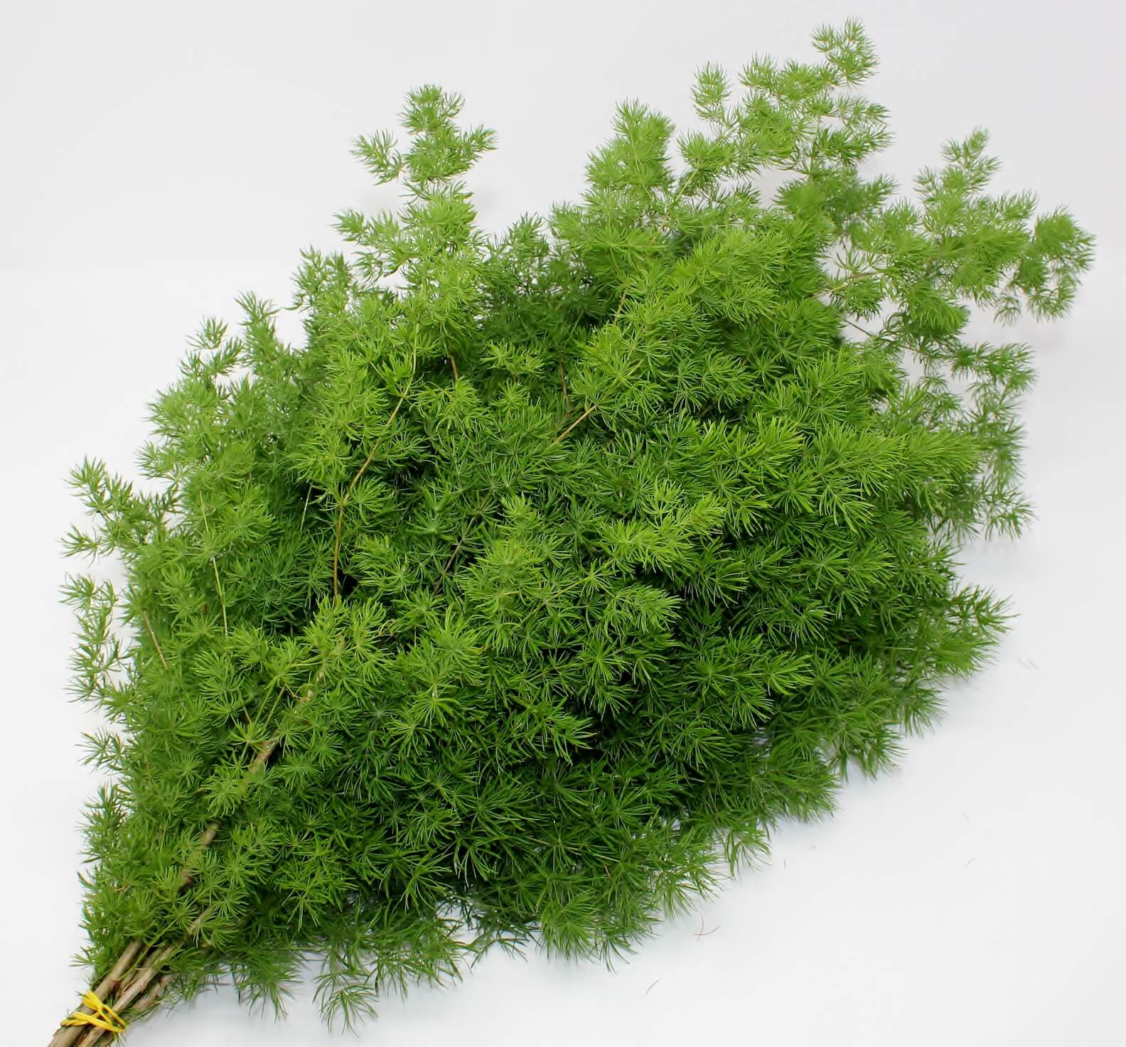 Fancy Fern Box - Assorted Fern Greenery - FREE FedEx Shipping - Albin ...