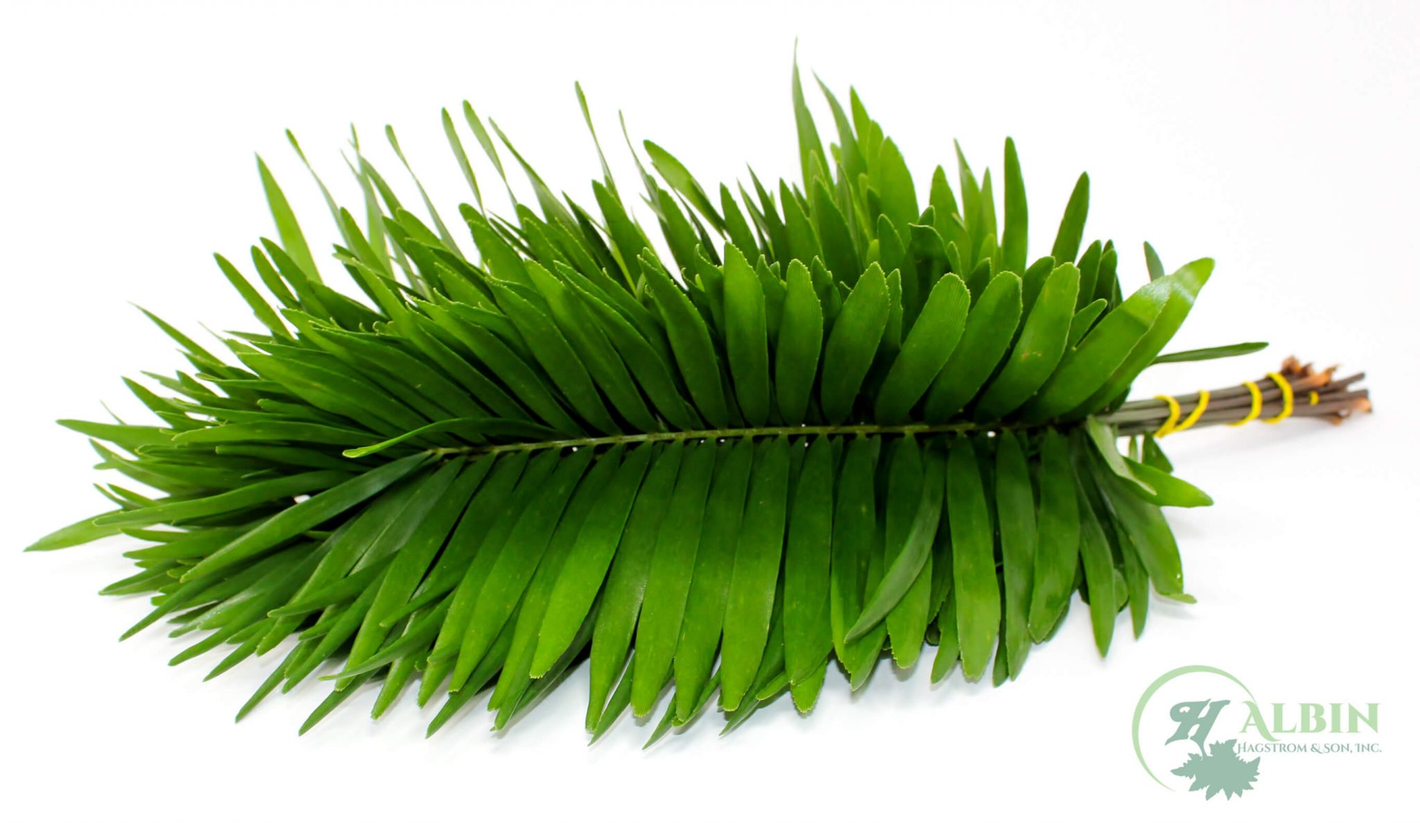 Coontie Fern — Fresh Floral Greenery — FREE FedEx Shipping - Albin ...