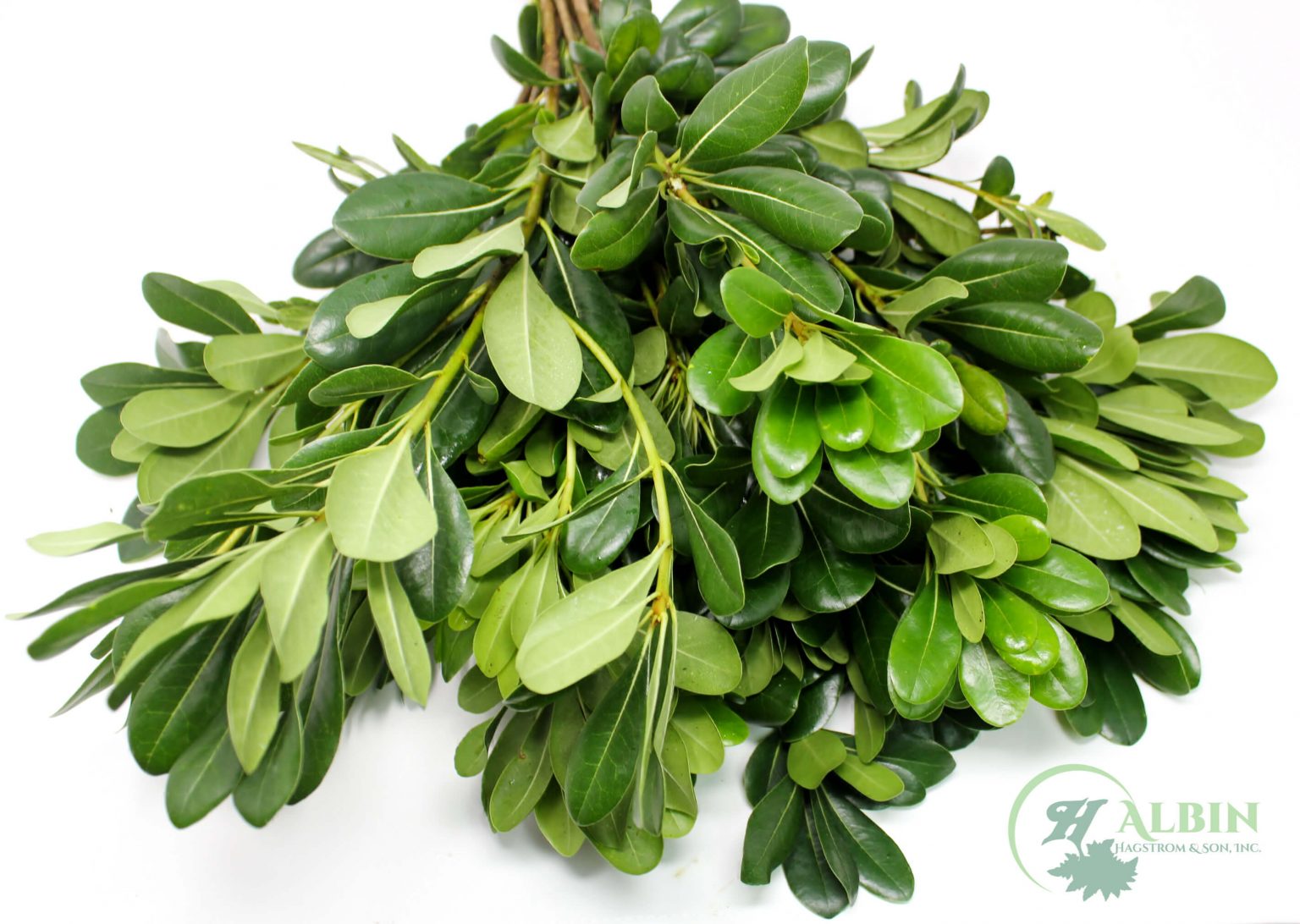 Pittosporum (Green) — Fresh Floral Greenery — FREE FedEx Shipping ...