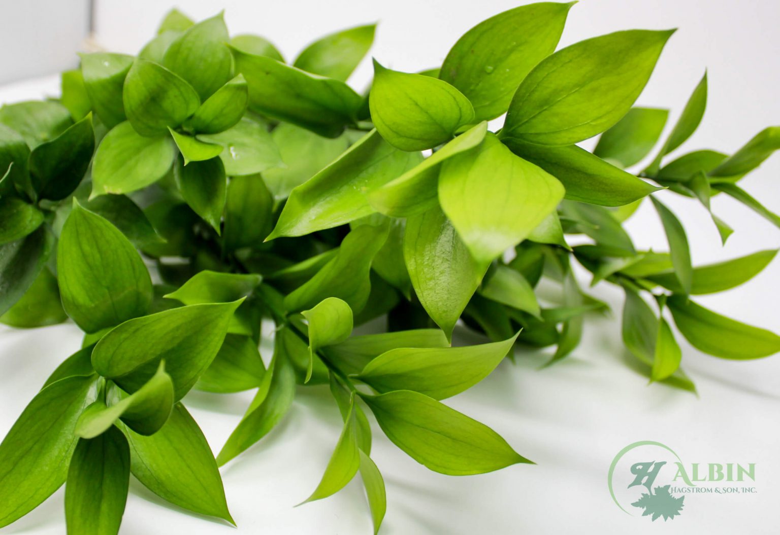 Israeli Ruscus — Fresh Floral Greenery — FREE FedEx Shipping – Albin ...