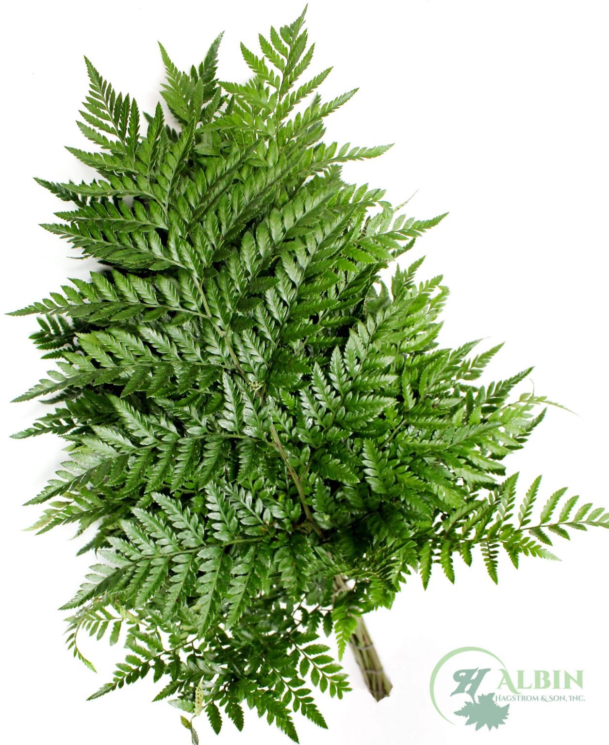 Leatherleaf — Fresh Floral Greenery — FREE FedEx Shipping - Albin ...