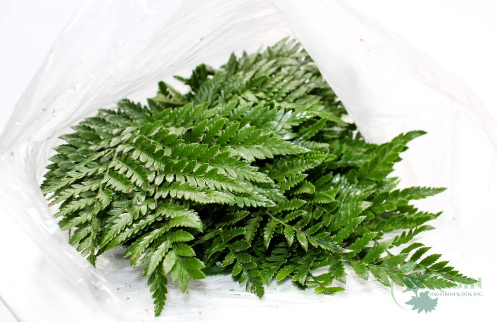 Leatherleaf — Fresh Floral Greenery — FREE FedEx Shipping - Albin ...