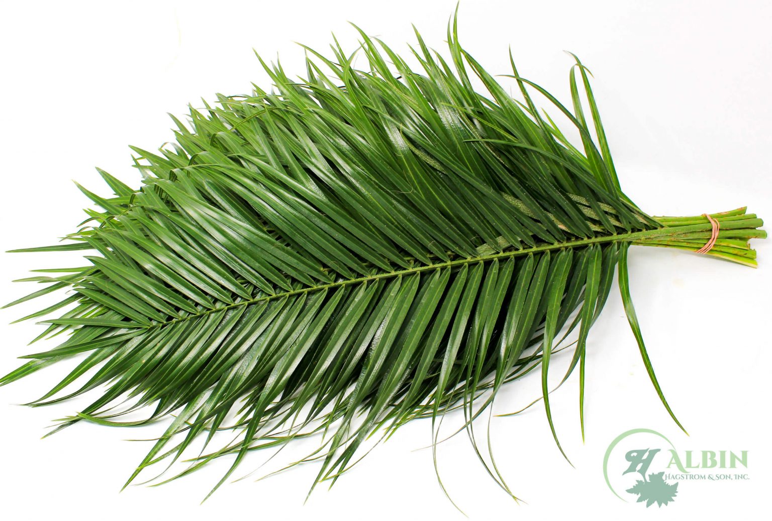 Robellini — Fresh Floral Greenery — FREE FedEx Shipping - Albin ...