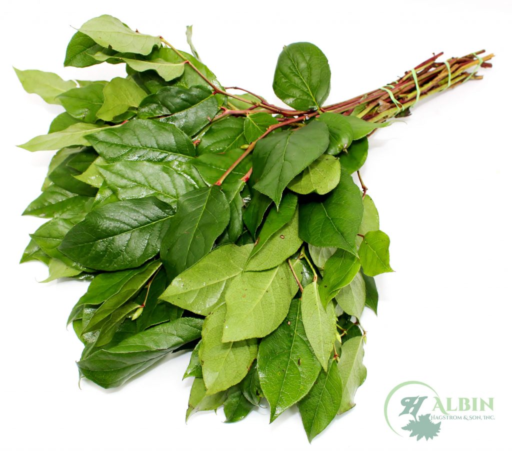 Salal Tips — Fresh Floral Greenery — FREE FedEx Shipping - Albin ...
