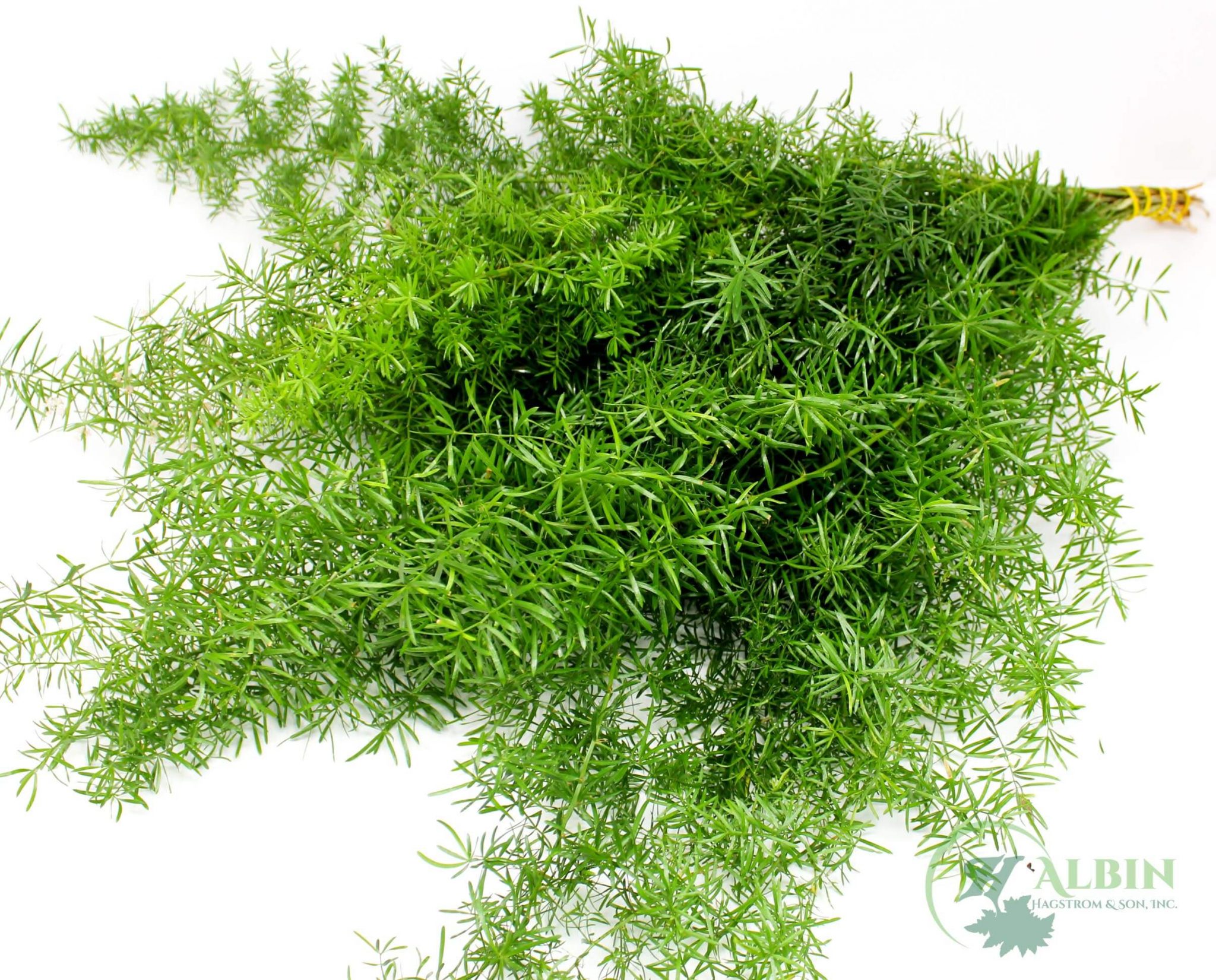 Sprengeri — Fresh Floral Greenery — FREE FedEx Shipping - Albin ...