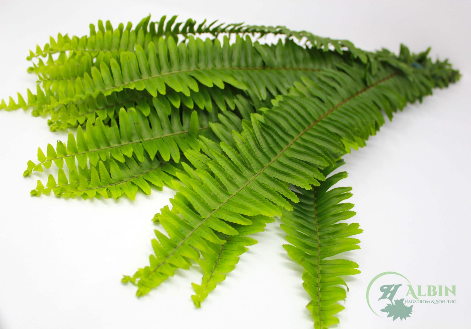 Fancy Box — Assorted Fern Greenery — FREE FedEx Shipping - Albin ...