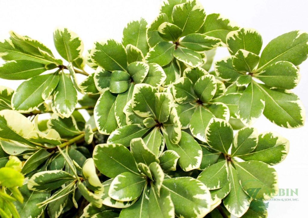Pittosporum (Variegated) — Fresh Floral Greenery — FREE FedEx Shipping ...