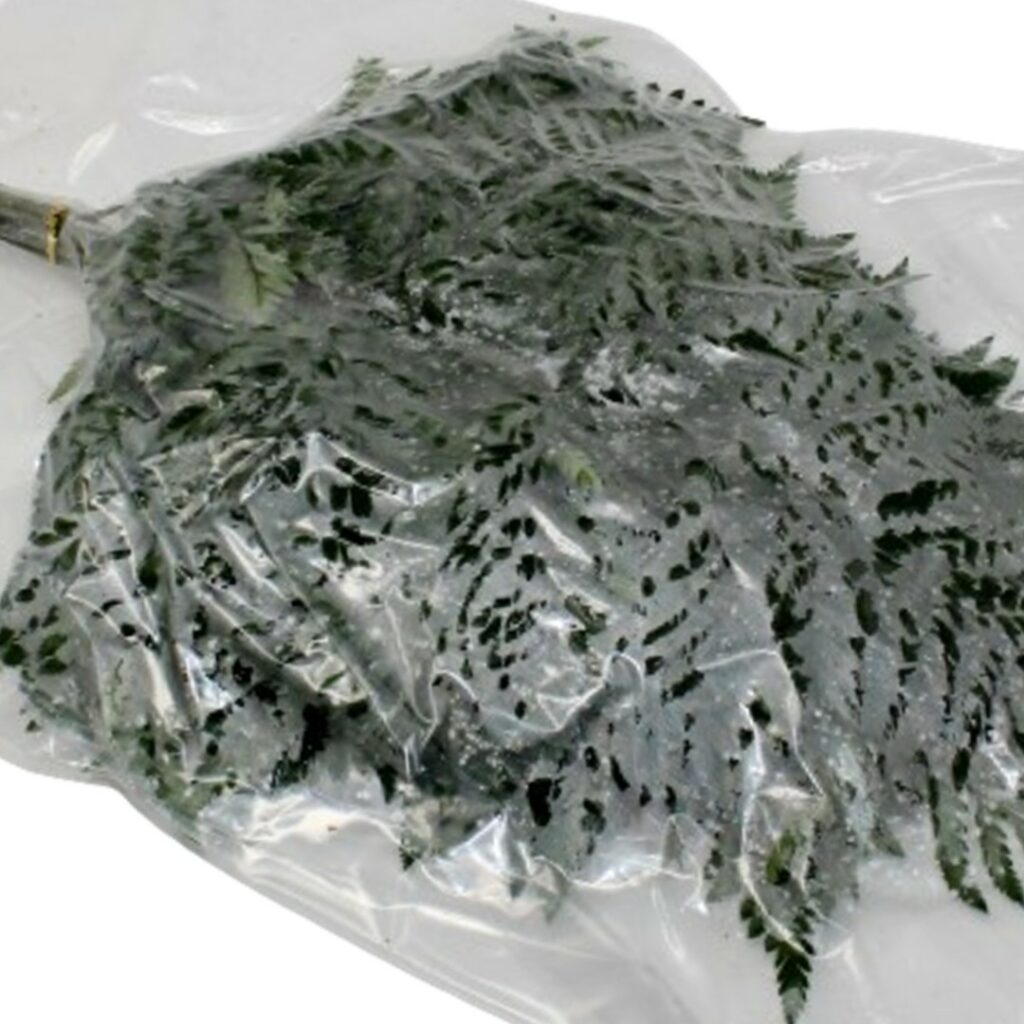 Leatherleaf (Fresh Lock) — Fresh Floral Greenery — FREE FedEx Shipping ...