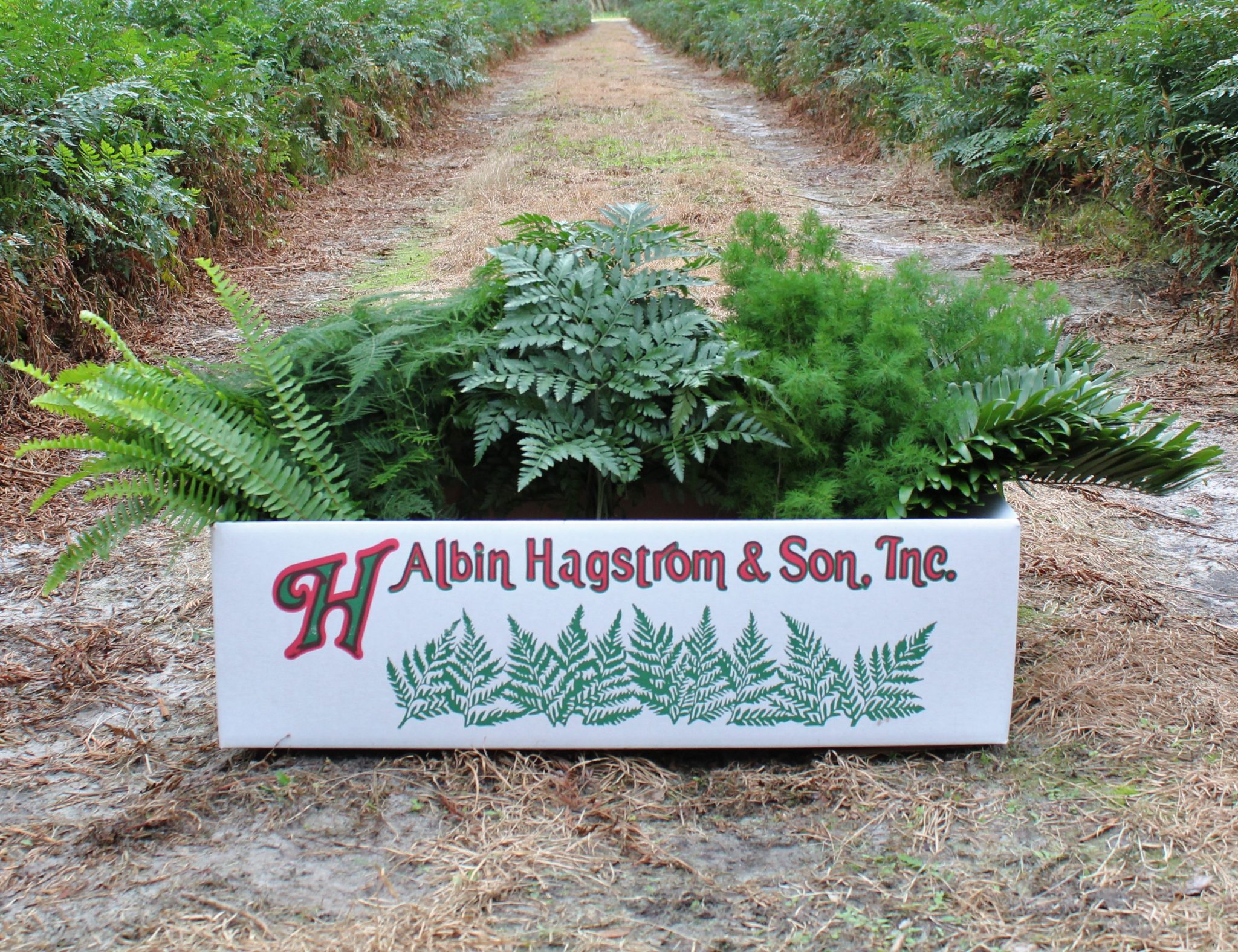 Fancy Fern Box - Assorted Fern Greenery - FREE FedEx Shipping - Albin ...