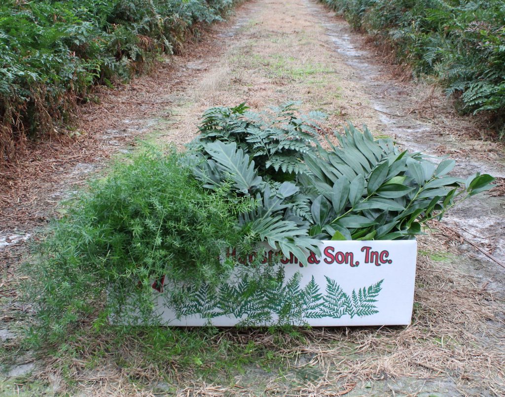 Tropical Delights Box - Assorted Mixed Greens - FREE FedEx Shipping ...