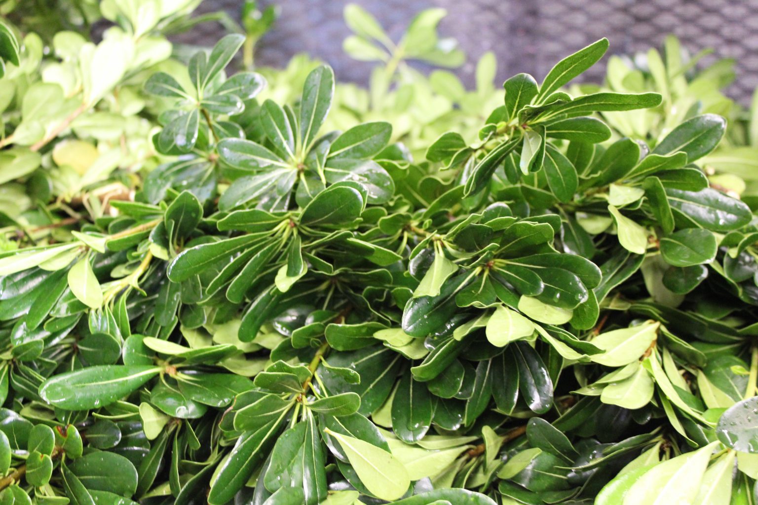 Pittosporum — Green — Fresh Floral Greenery — FREE FedEx Shipping ...