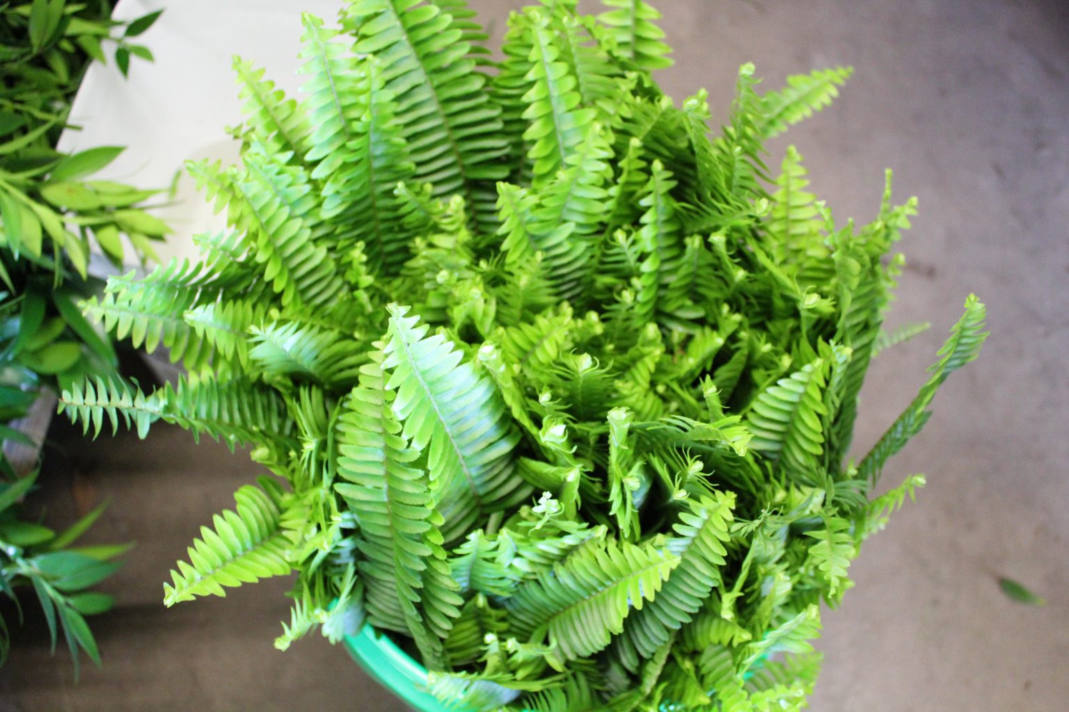 Sword Fern — Fresh Floral Greenery — FREE FedEx Shipping - Albin ...