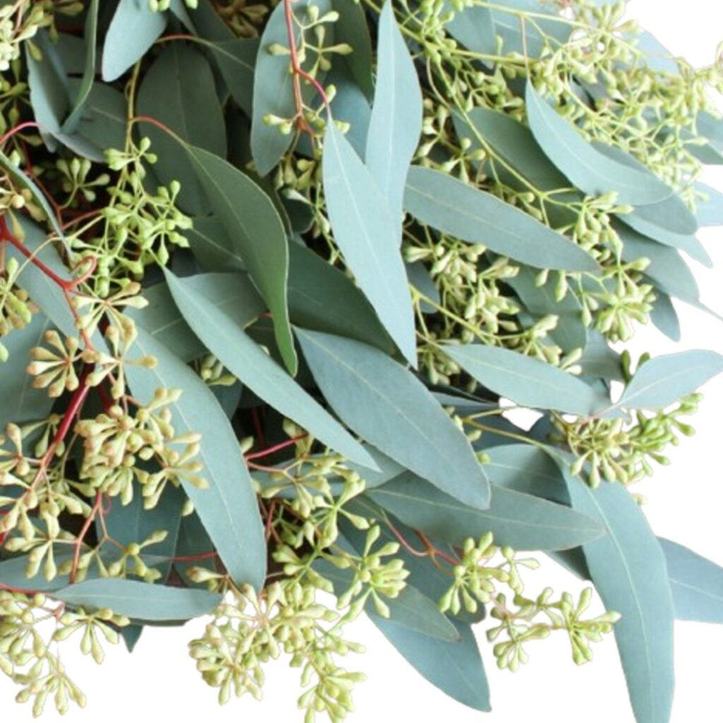 Bulk Greenery - Albin Hagstrom & Son