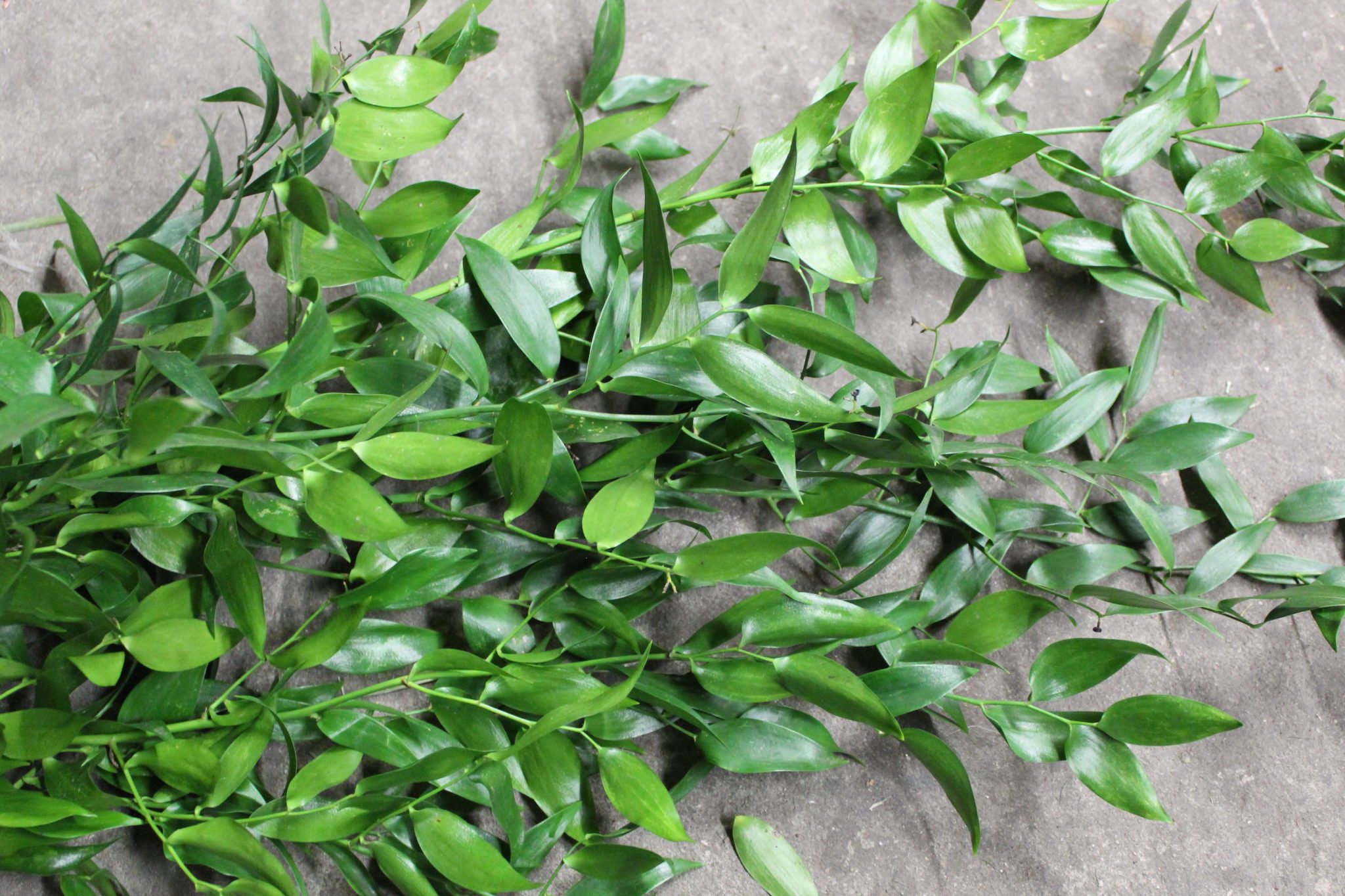 Italian Ruscus — Fresh Floral Greenery — FREE FedEx Shipping - Albin ...