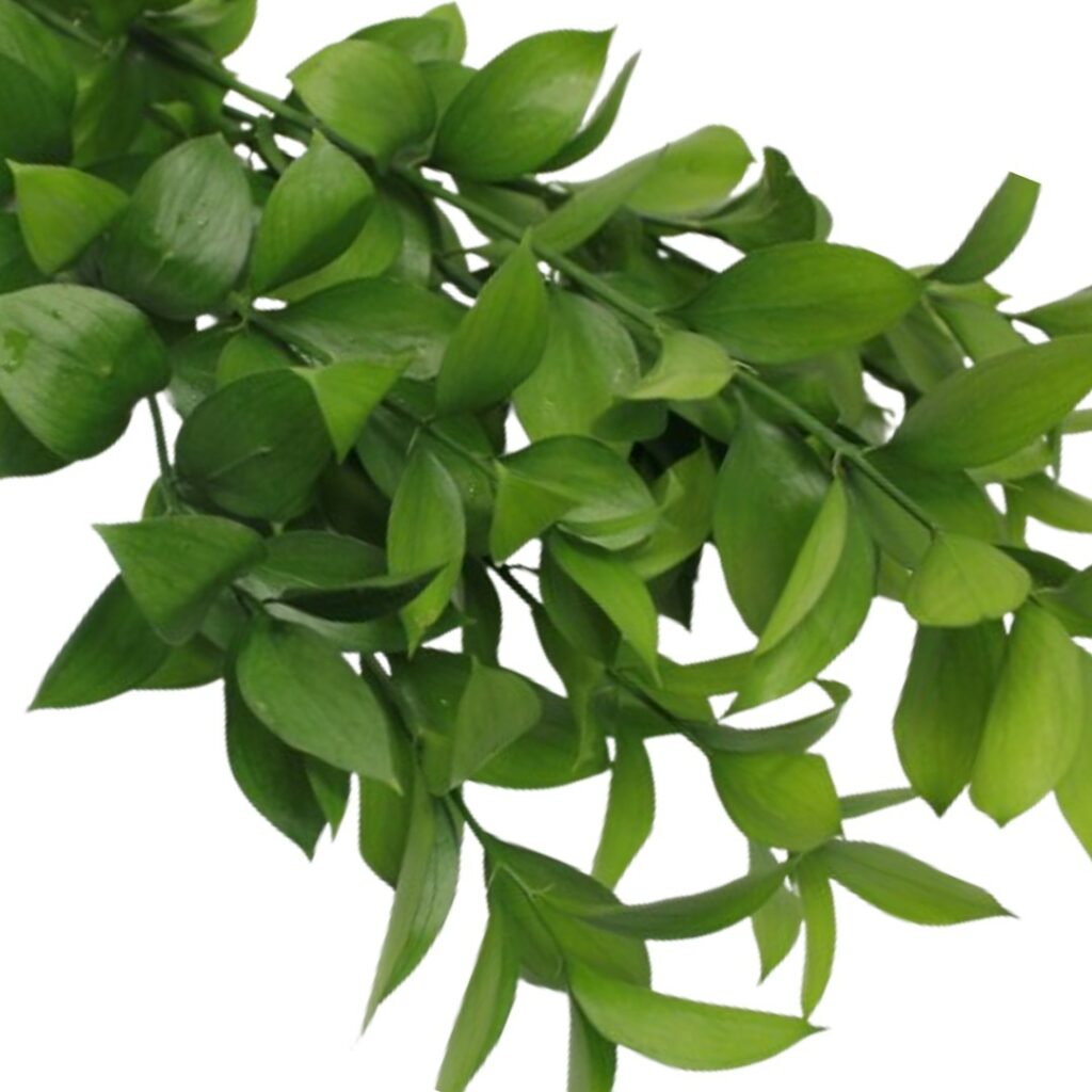 Israeli Ruscus — Fresh Floral Greenery — FREE FedEx Shipping - Albin ...