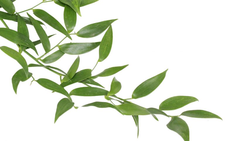 Italian Ruscus — Fresh Floral Greenery — FREE FedEx Shipping - Albin ...