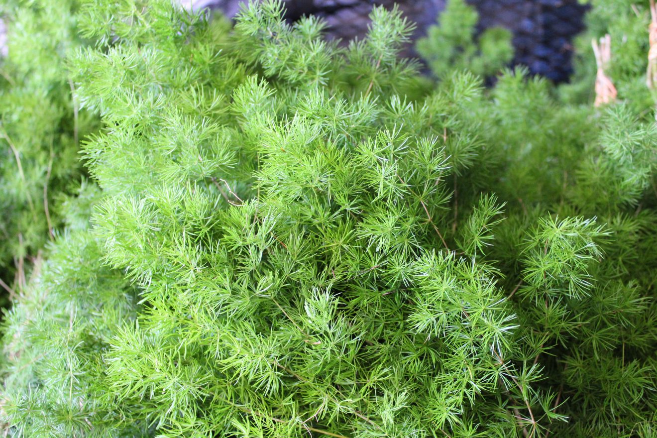 Ming Fern — Fresh Floral Greenery — FREE FedEx Shipping - Albin ...