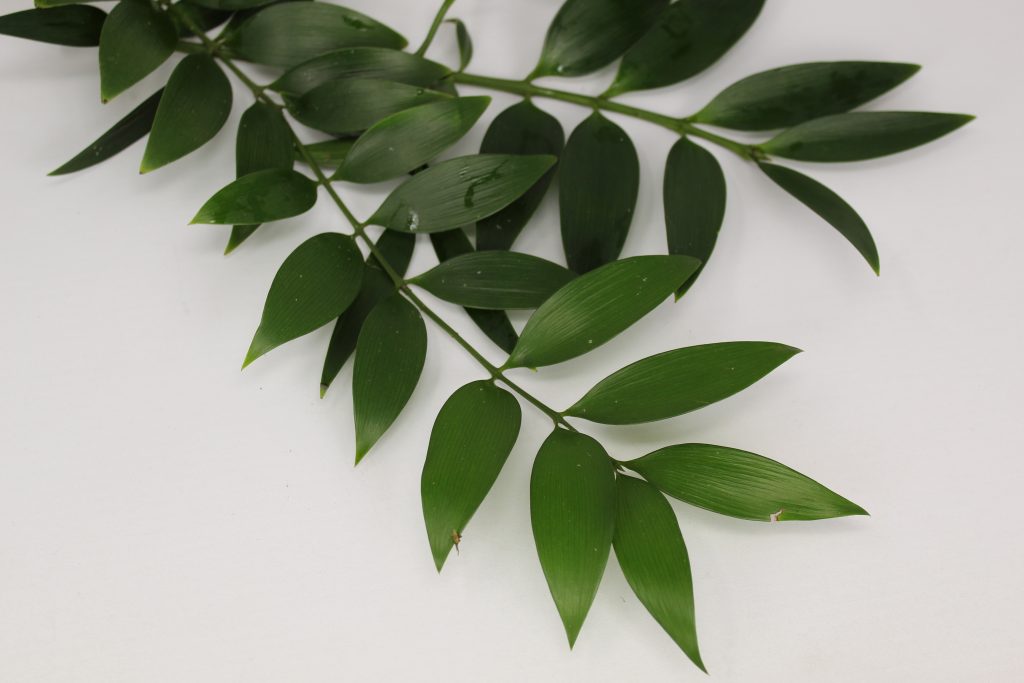 Nagi — Fresh Floral Greenery — FREE FedEx Shipping - Albin Hagstrom & Son