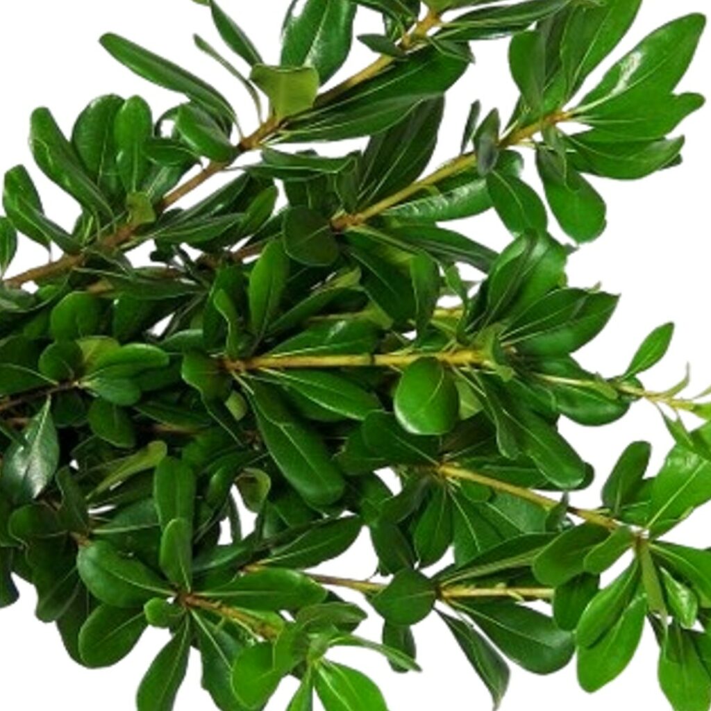Pittosporum (Green) — Fresh Floral Greenery — FREE FedEx Shipping ...