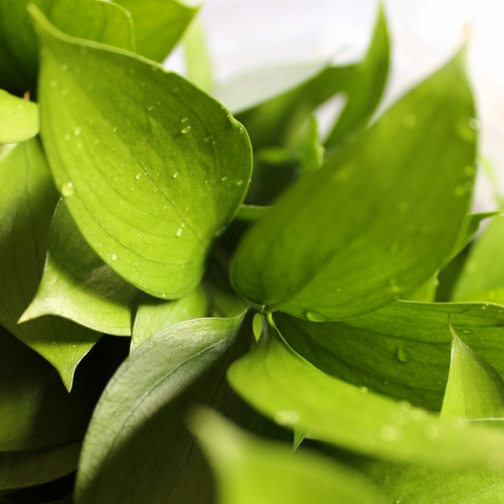 Israeli Ruscus — Fresh Floral Greenery — FREE FedEx Shipping - Albin ...