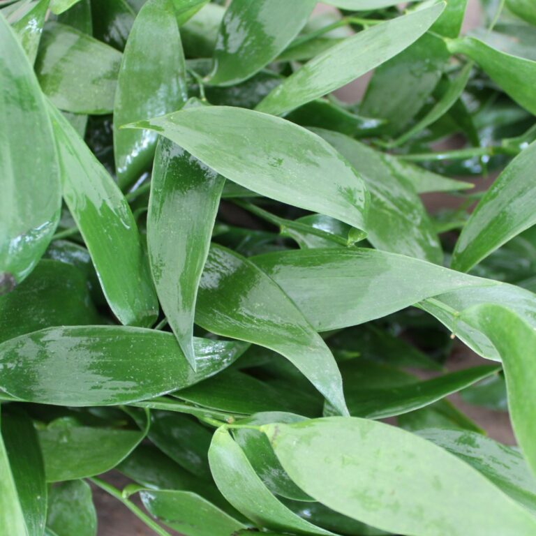 Italian Ruscus — Fresh Floral Greenery — FREE FedEx Shipping - Albin ...