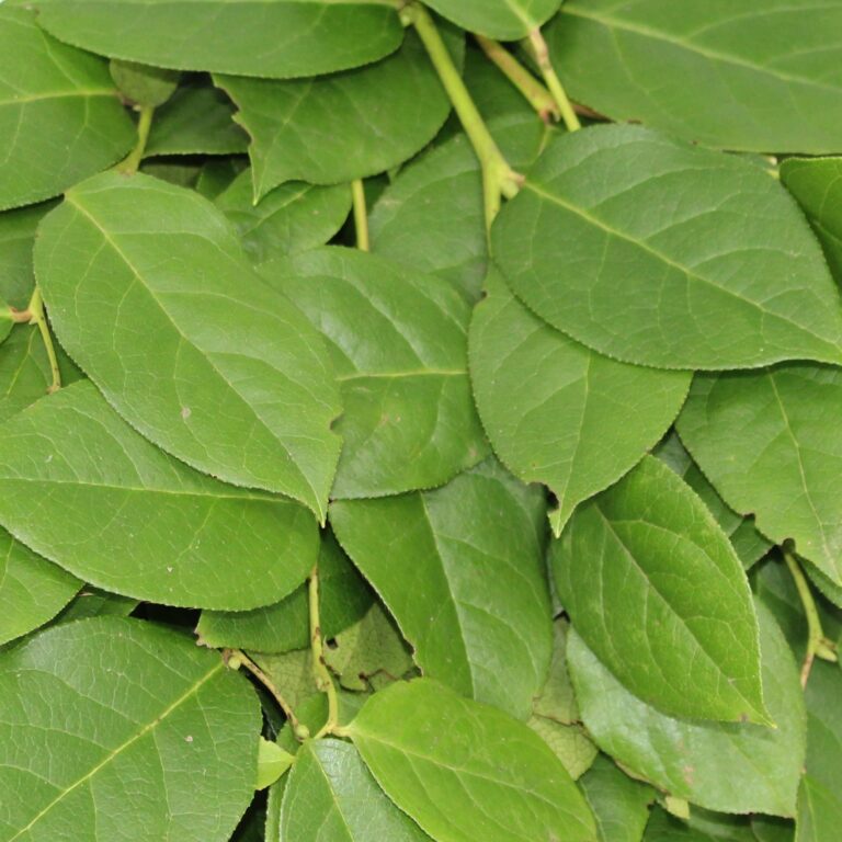 Salal Tips — Fresh Floral Greenery — FREE FedEx Shipping - Albin ...