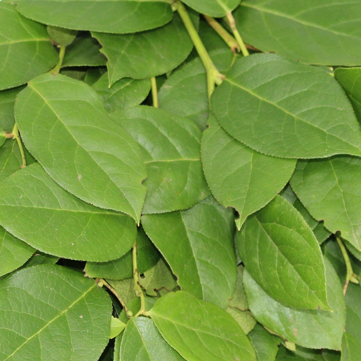 Salal Tips — Fresh Floral Greenery — FREE FedEx Shipping - Albin ...