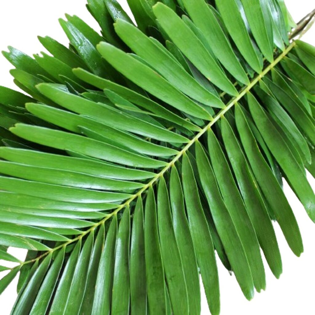 Bulk Greenery - Albin Hagstrom & Son