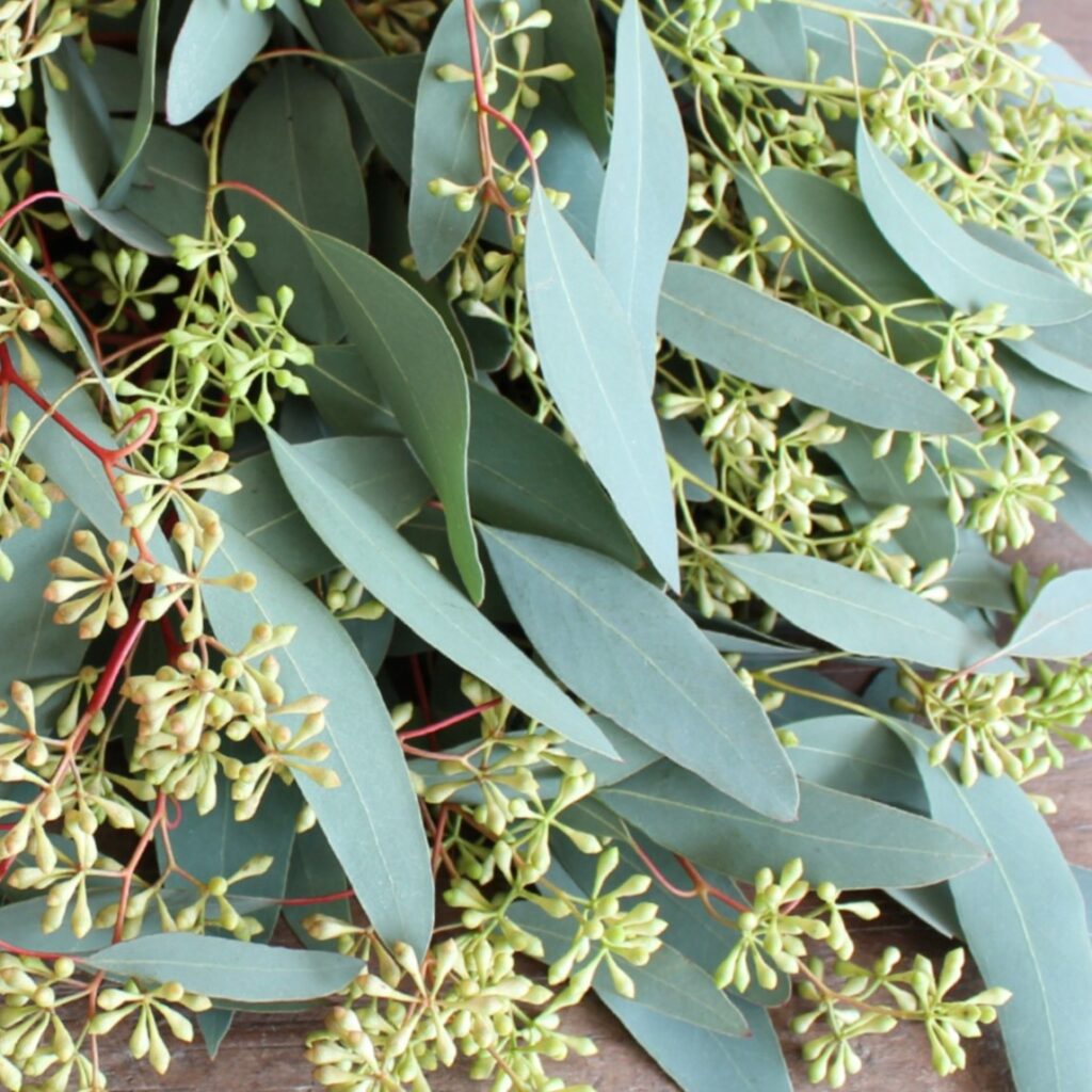 Eucalyptus (Seeded) Fresh Floral Greenery — FREE FedEx Shipping - Albin ...
