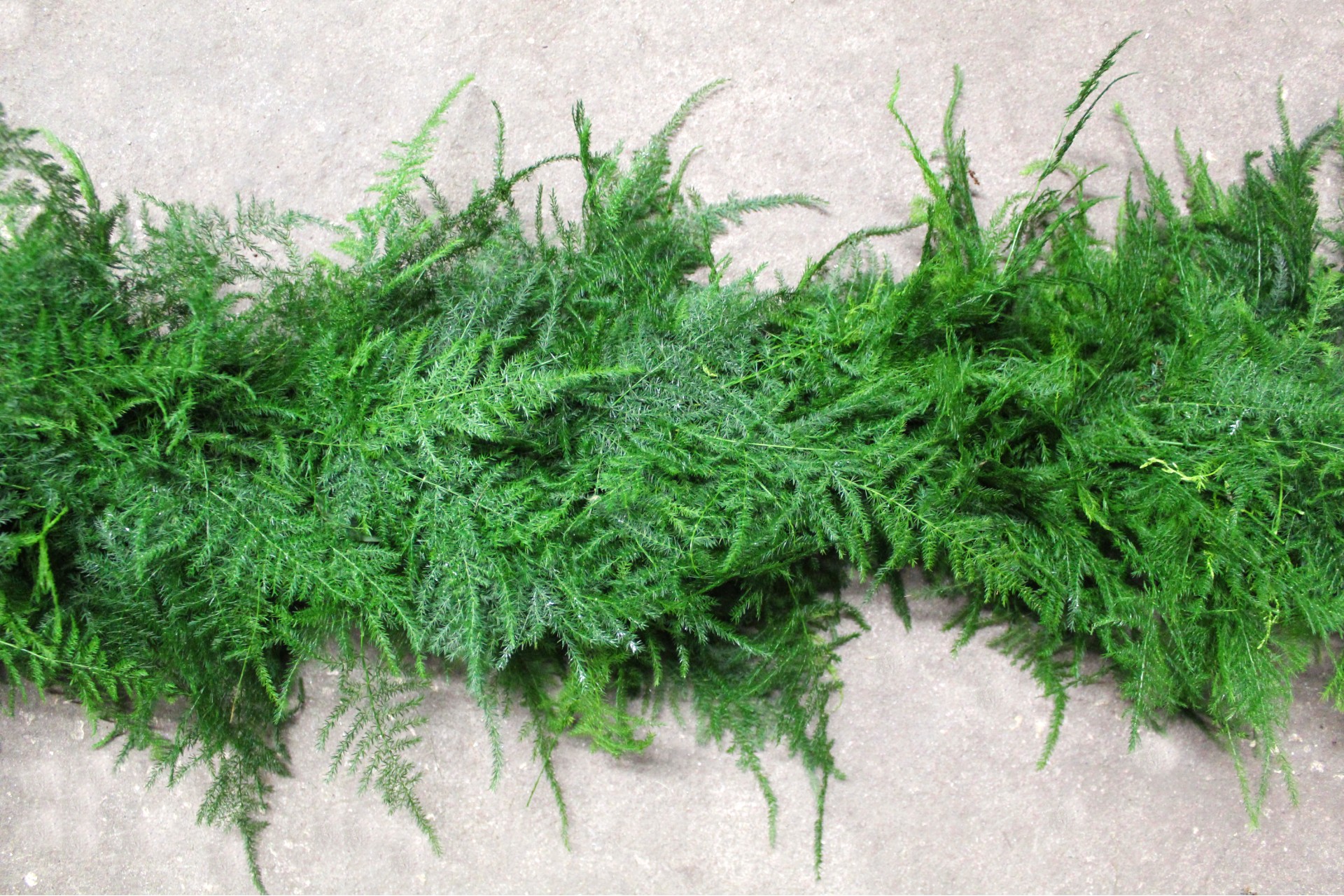 Garland – Plumosus – FREE FedEx Shipping - Albin Hagstrom & Son