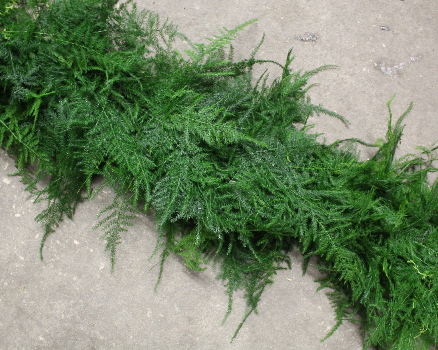 Fancy Fern Box - Assorted Fern Greenery - FREE FedEx Shipping - Albin ...