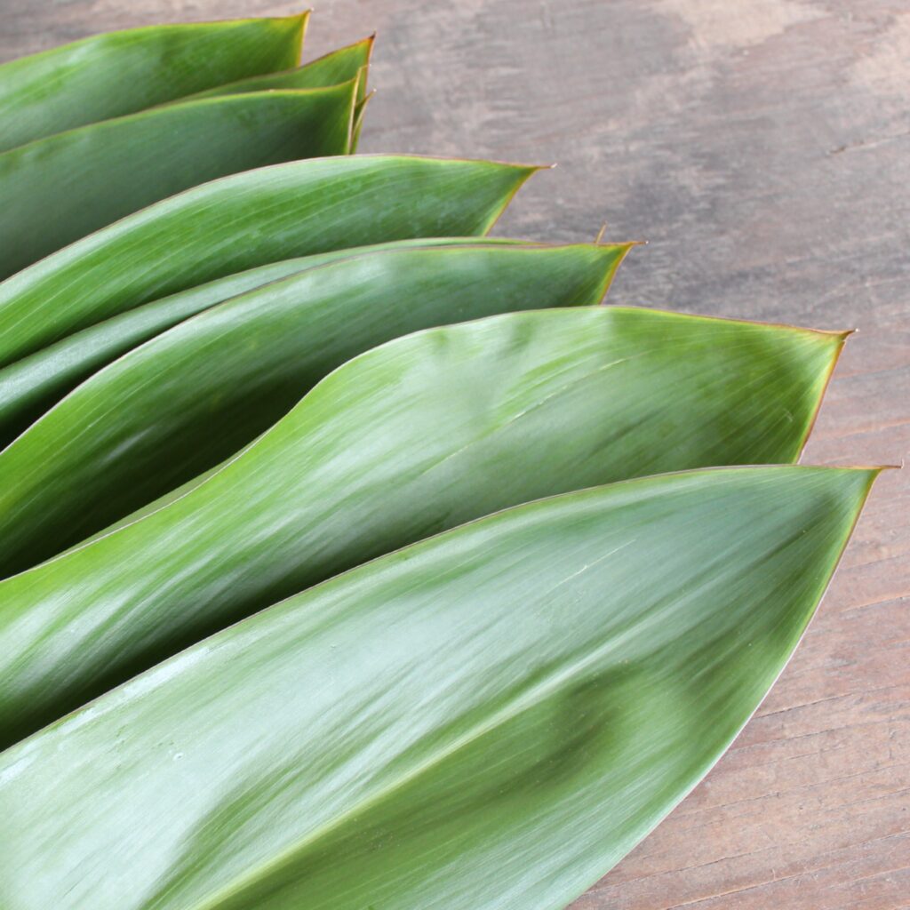 Ti Leaves — Fresh Floral Greenery — FREE FedEx Shipping - Albin ...